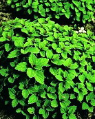 Спирея японская `Грин Карпет`, Spiraea japonica `Green Carpet` | СадПарад